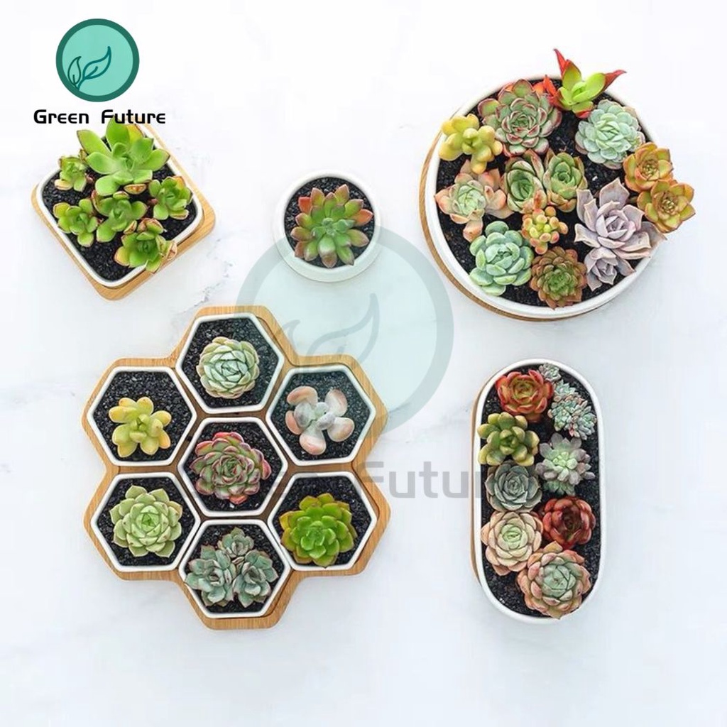 Succulent Pot Cactus Pot Ceramic Pot Zakka Minimalism Planter Pasu ...