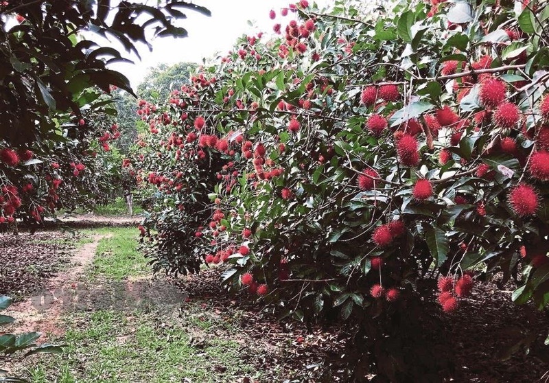 Anak Pokok Rambutan Mutiara Merah AG-44 | Shopee Malaysia