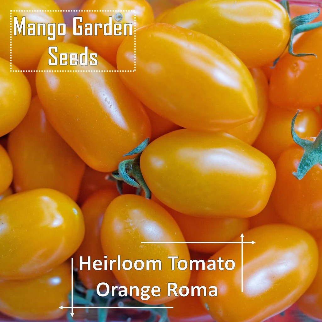 Heirloom Orange Roma Tomato Seeds - 20 Seed *Pot Friendly* Tanam Pasu ...