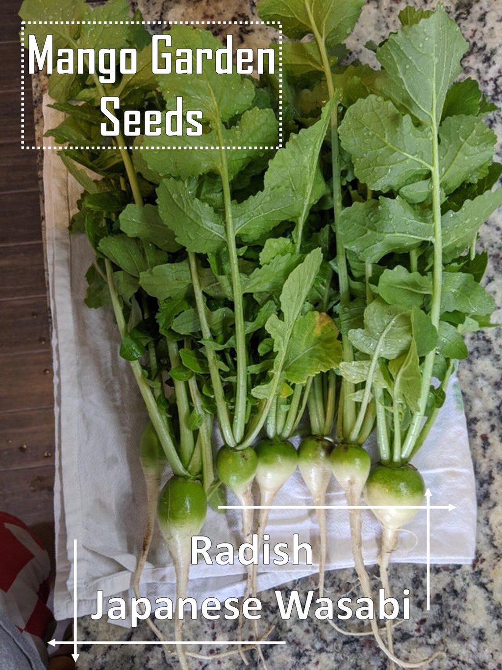 Japanese Wasabi Radish Seeds - 5 Seed *Pot Friendly* Tanam Pasu Lobak ...