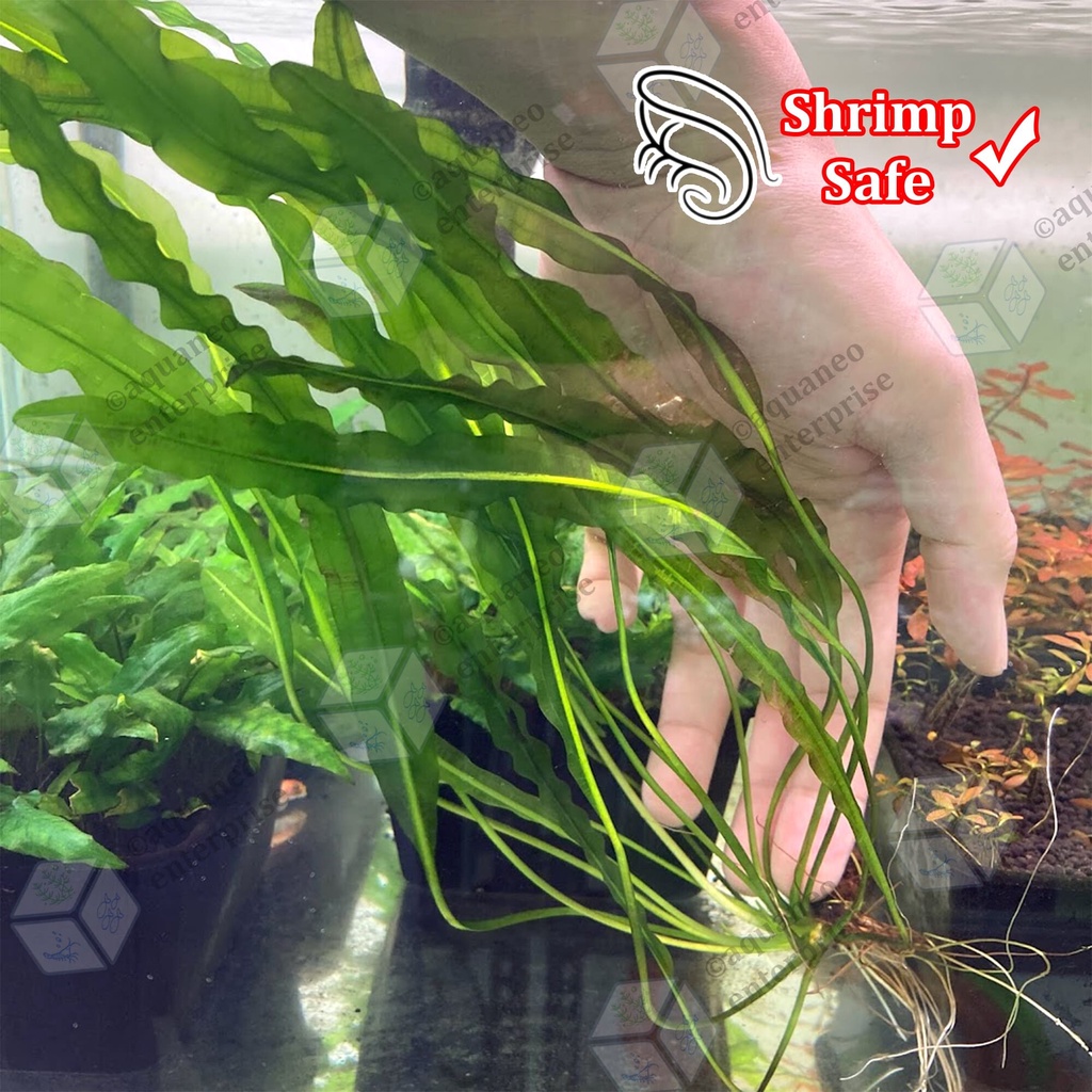 [Low Tech] Aponogeton capuronii LP Aquatic Plant | Shopee Malaysia