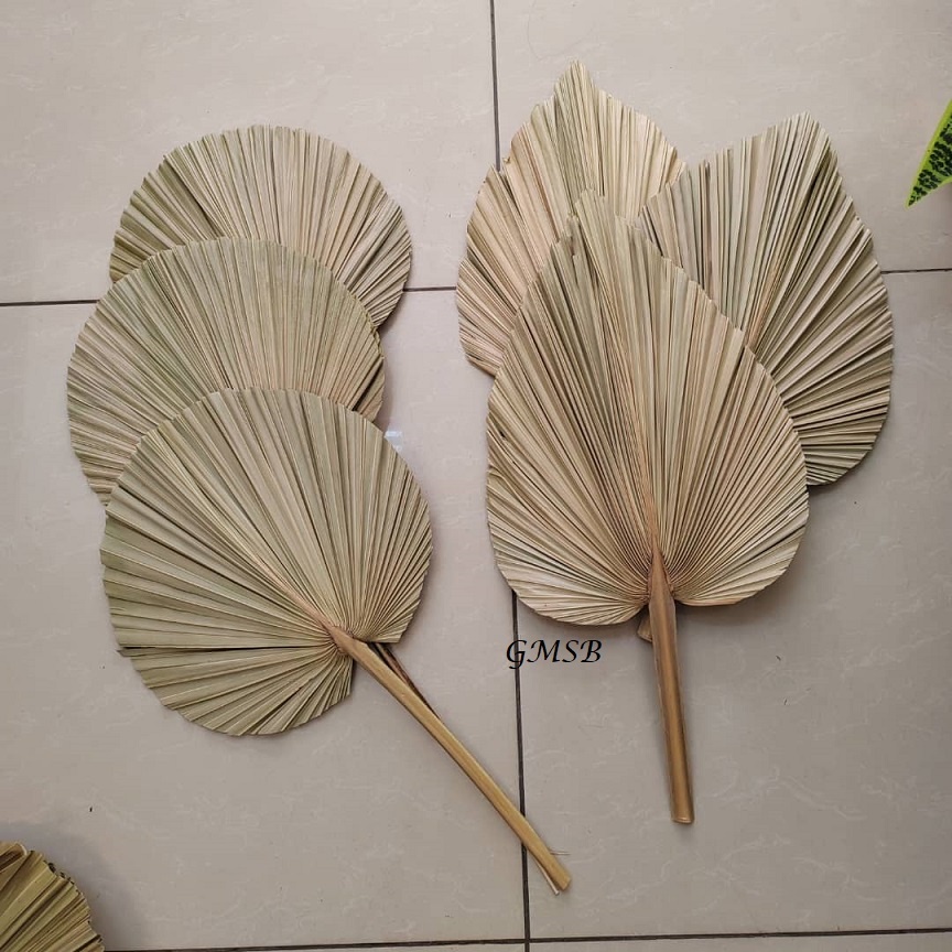 3pcs Real Big Dried Fan Leaf Daun Kering Pelamin Rustic Home Decor ...