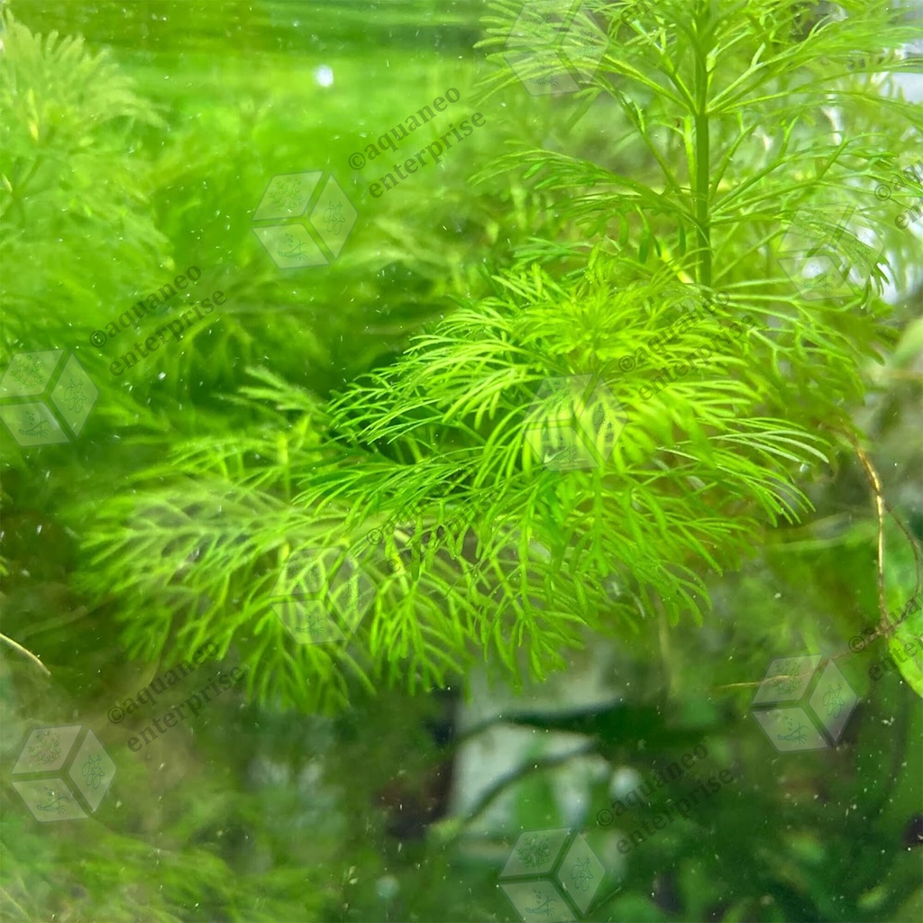 [Low Tech] Limnophila Sessiliflora LP Aquatic Plant Submerged Form - 8 ...