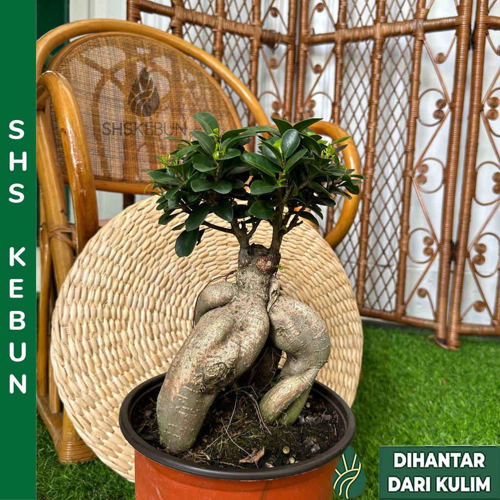Big Ficus Ginseng Ficus retusa Ficus Bonsai Ginseng 盆景人参榕/活植物 Indoor ...