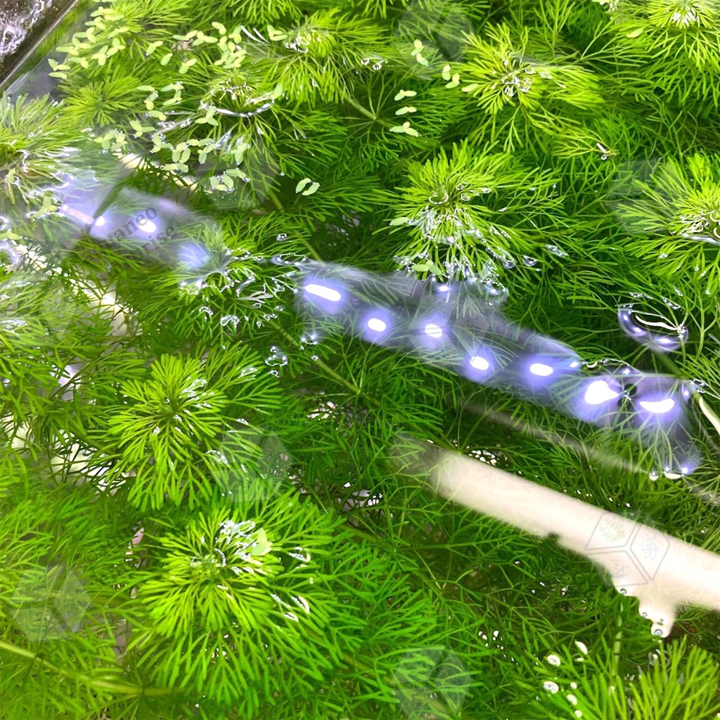 [Low Tech] Limnophila Sessiliflora LP Aquatic Plant Submerged Form - 8 ...