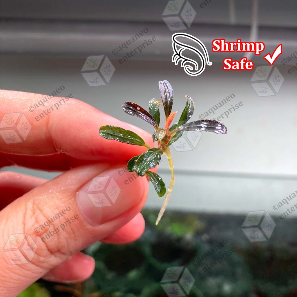 [Low Tech] Bucephalandra Brownie Mini Phantom LP Aquatic Plant - 1 ...