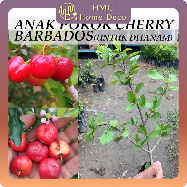Anak Pokok Cherry Barbados Untuk Ditanam Acerola Cherry Real Live Plant ...