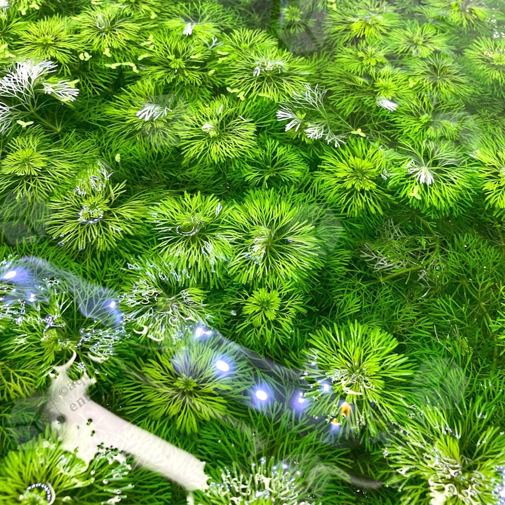 [Low Tech] Limnophila Sessiliflora LP Aquatic Plant Submerged Form - 8 ...