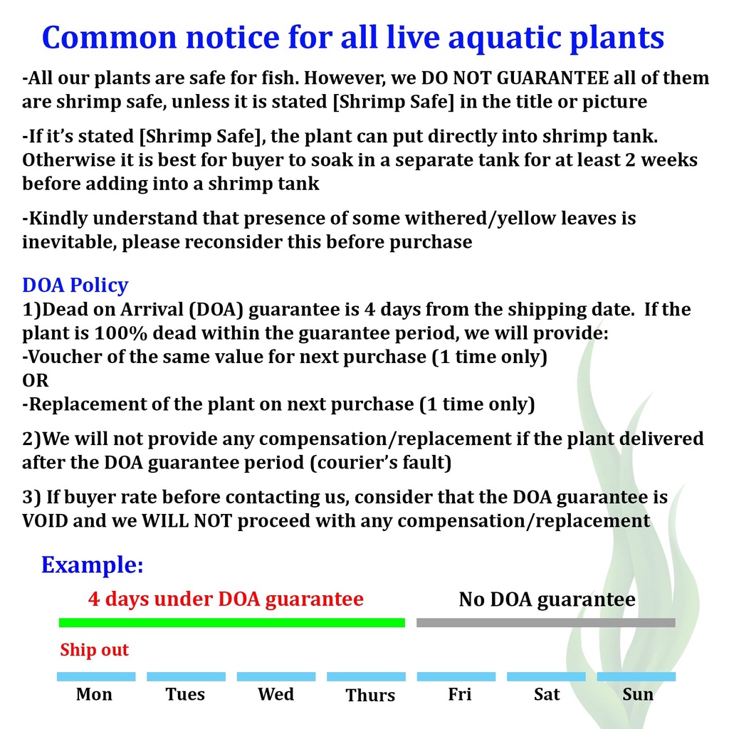 [Low Tech] Limnophila Sessiliflora LP Aquatic Plant Submerged Form - 8 ...