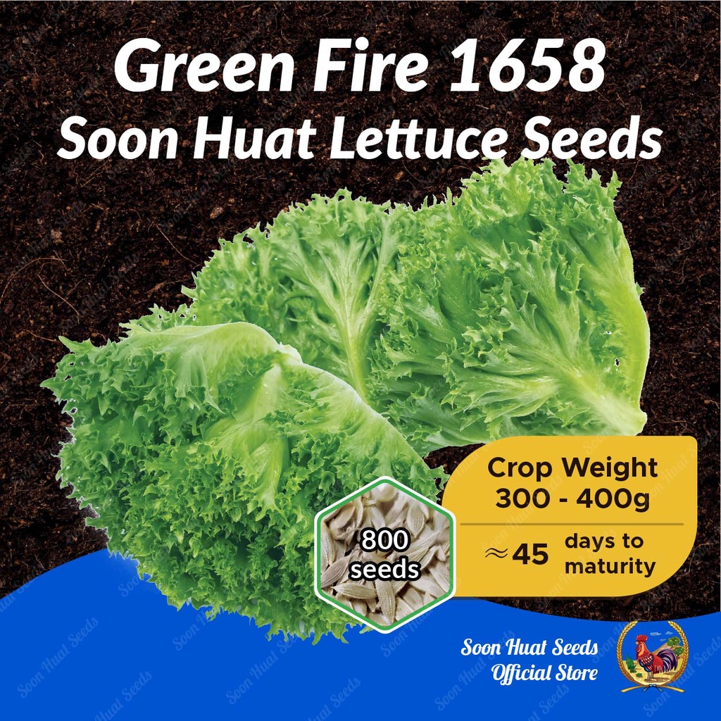 [1g] 1658 Benih Salad Green Fire Lettuce Soon Huat Seeds | Shopee Malaysia