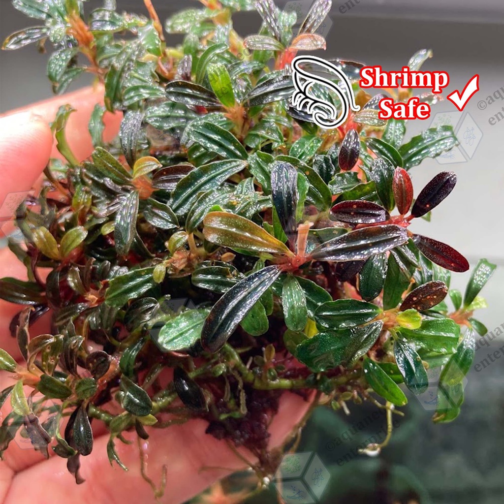 [Low Tech] Bucephalandra Brownie Mini Phantom LP Aquatic Plant - 1 ...