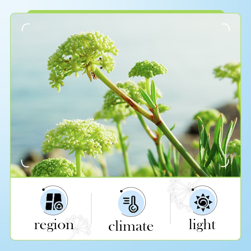 BIOAQUA Sea Fennel Hyaluronic Acid Anti-Wrinkle Essence Firming Light ...