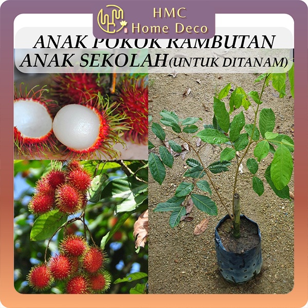 Anak Pokok Rambutan Anak Sekolah Untuk Ditanam Pokok Hidup Real Live ...
