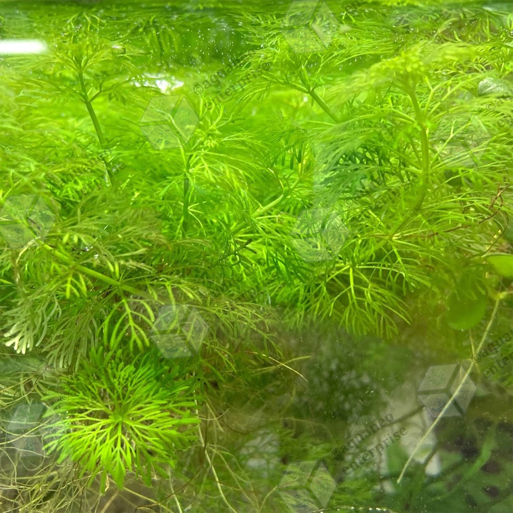 [Low Tech] Limnophila Sessiliflora LP Aquatic Plant Submerged Form - 8 ...