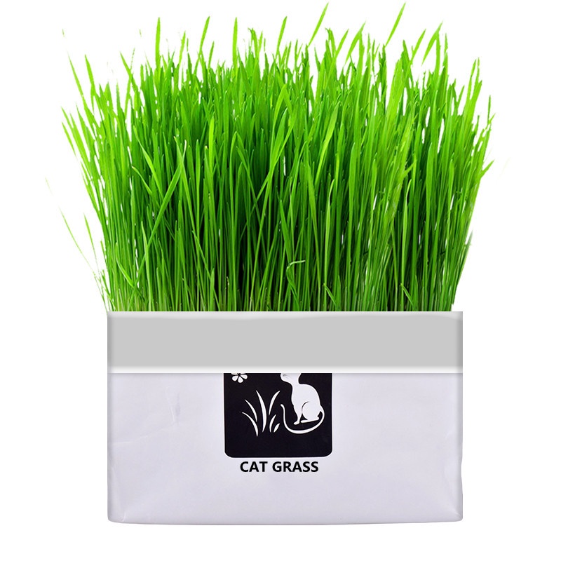 Rumput untuk kucing - cat grass ( biji benih ) Cat Wheat Grass Pet ...