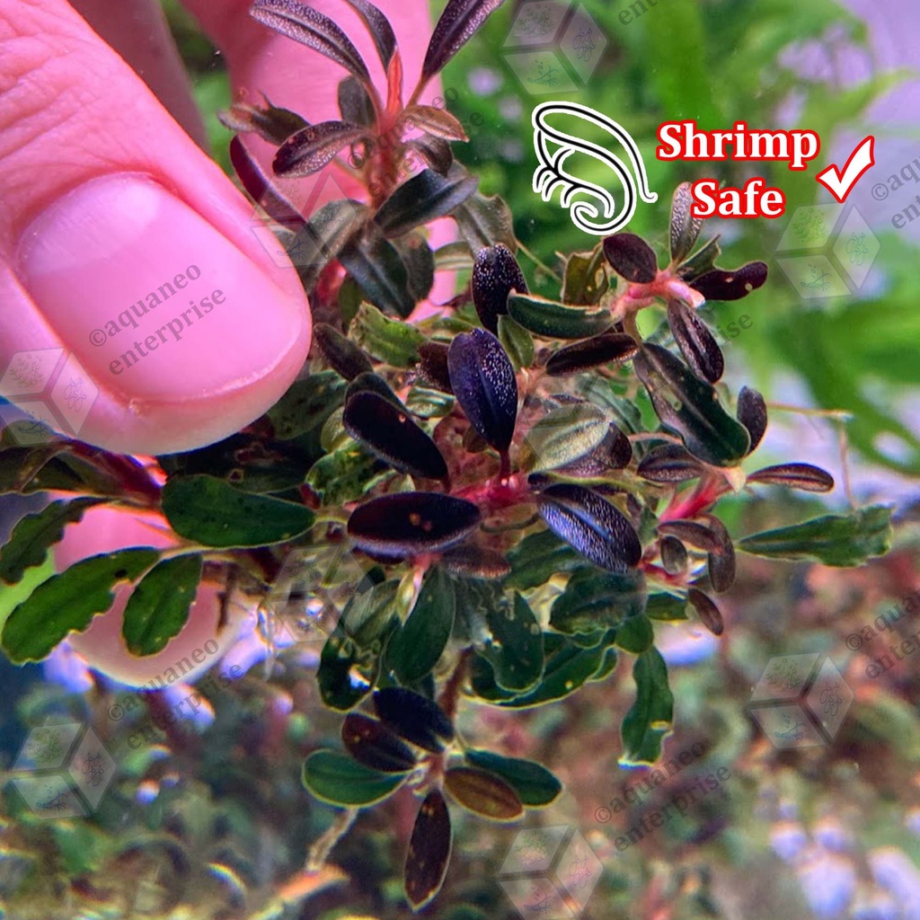 [Low Tech] Bucephalandra Brownie Mini Phantom LP Aquatic Plant - 1 ...