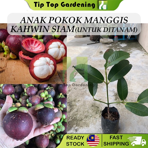 Anak Pokok Manggis Kahwin Siam Untuk Ditanam Pokok Hidup Mangosteen Real Live Plant 山竹树 | Shopee ...