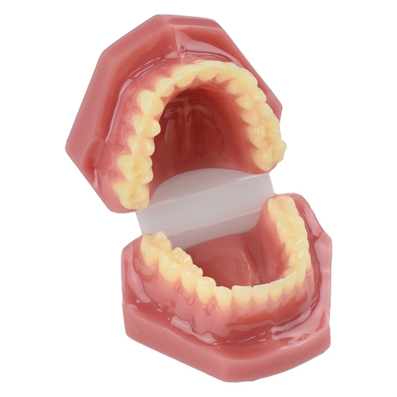Teeth Model Dental Studying Teaching Model Normal Adult Tooth Model ...