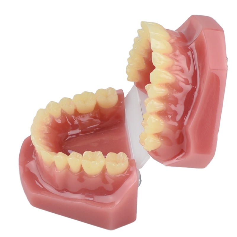 Teeth Model Dental Studying Teaching Model Normal Adult Tooth Model ...