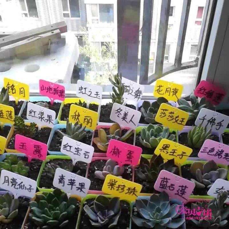 Seedling Flower Pot Plastic Succulent Label Flower Gardening Ground ...