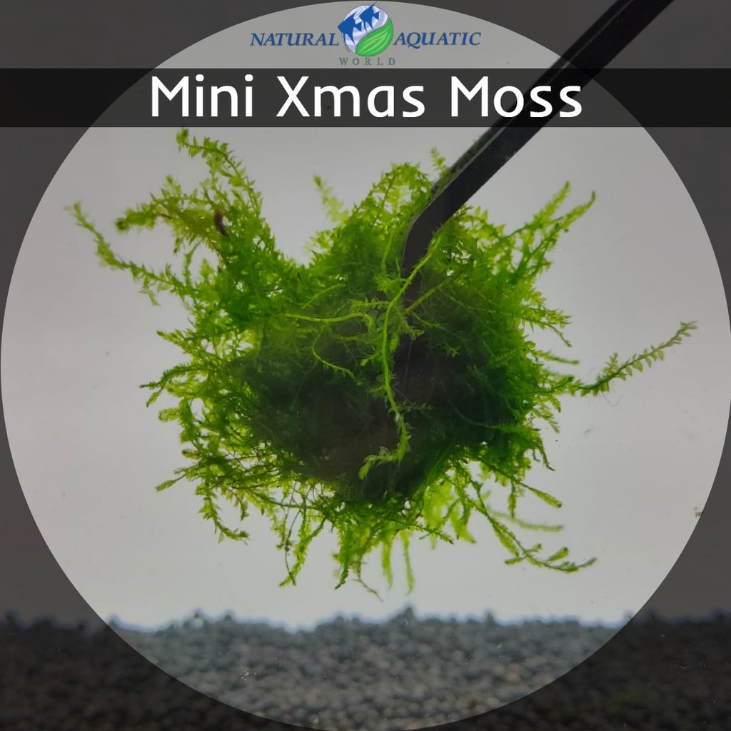 Mini X'mas Moss (10 gram) | Shopee Malaysia