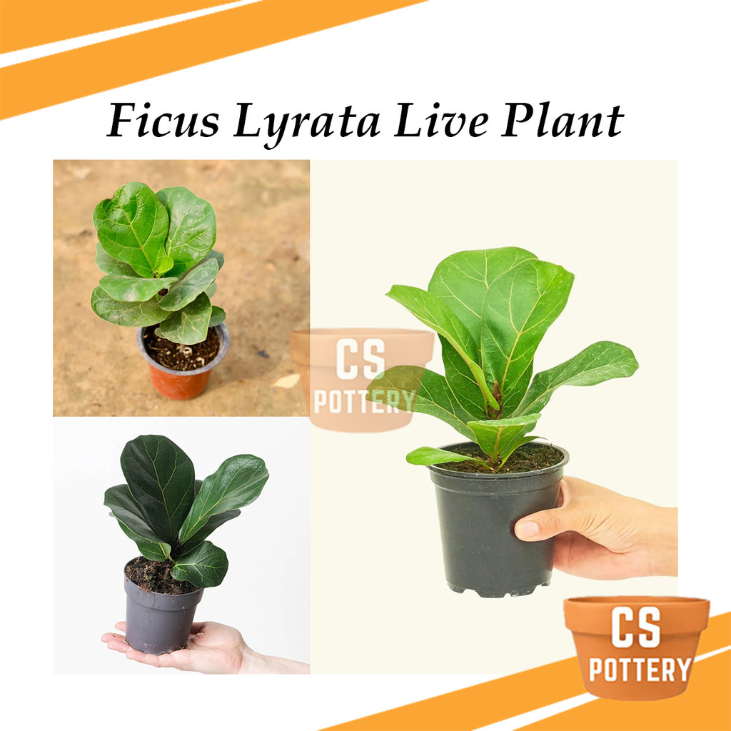 Real Live Plant Ficus Lyrata Indoor Plants Houseplant Pokok Hidup 琴叶榕 ...