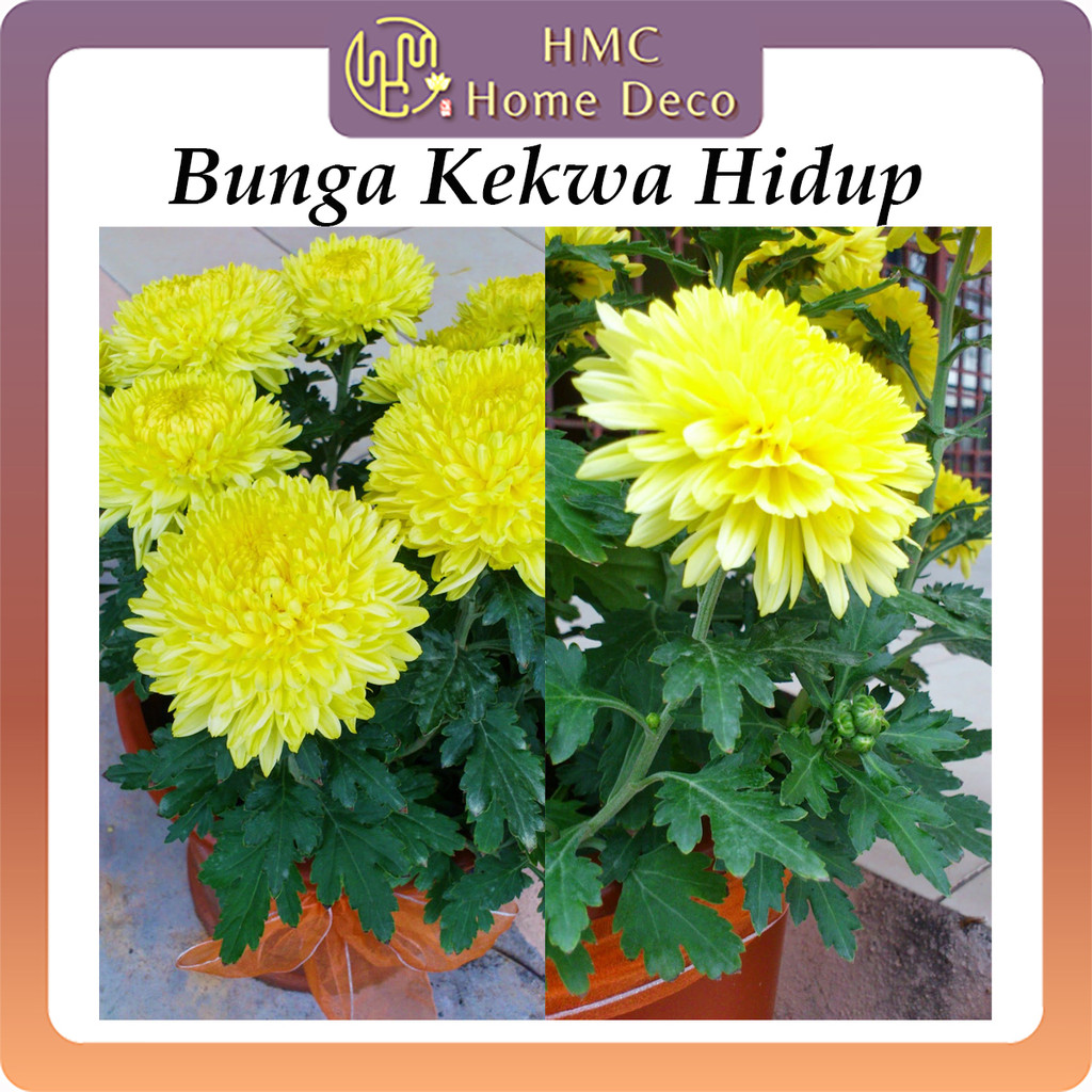 Real Live Plant Kekwa Chrysanthemum Series Pokok Hidup Bunga Kekwa 菊花 ...