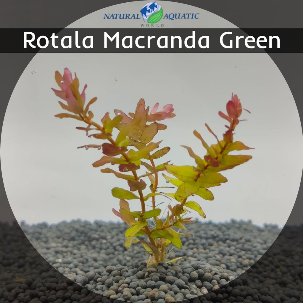 Rotala Macrandra Green (per stem) - Aquatic Plants | Shopee Malaysia