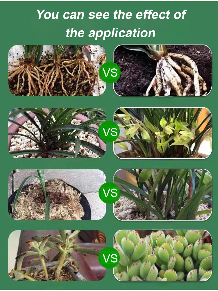 🌹HOT🌹[Quick Resurrection Plants]Universal Plant and Flower Rejuvenation ...