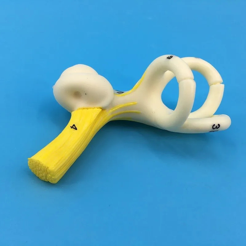 Human Ear Semicanals Cochlea Model Semicircular Canal Anatomy Model ...