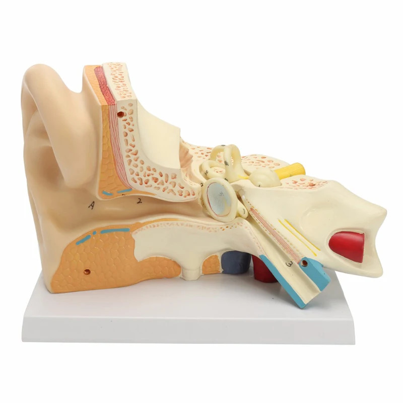 5X Magnification Human Ear Anatomy Model Auditory System Medical ...