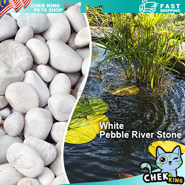 1kg White Pebble River Stone For Aquarium Landscape / Batu Sungai ...