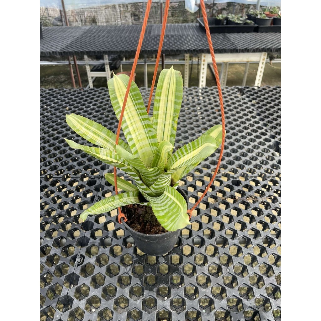 Aechmea Chantinii 'Samurai' 武士 Bromeliad 积水凤梨 | Shopee Malaysia