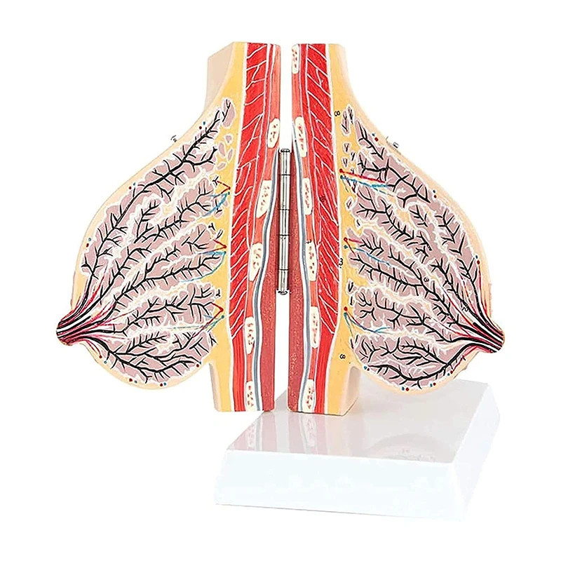 Female Lactation Breast Structure Anatomy Model Medical Science ...
