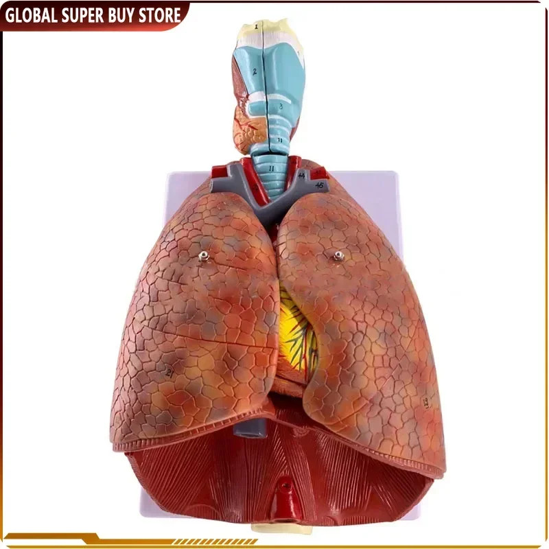 Human Laryngeal Cardiopulmonary Anatomy Respiratory Model Educational ...