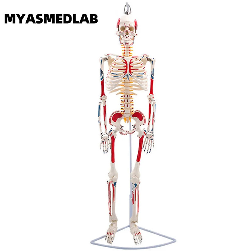 85cm Human Skeleton Model, Full Body Skeleton Human Model, Adult Small ...