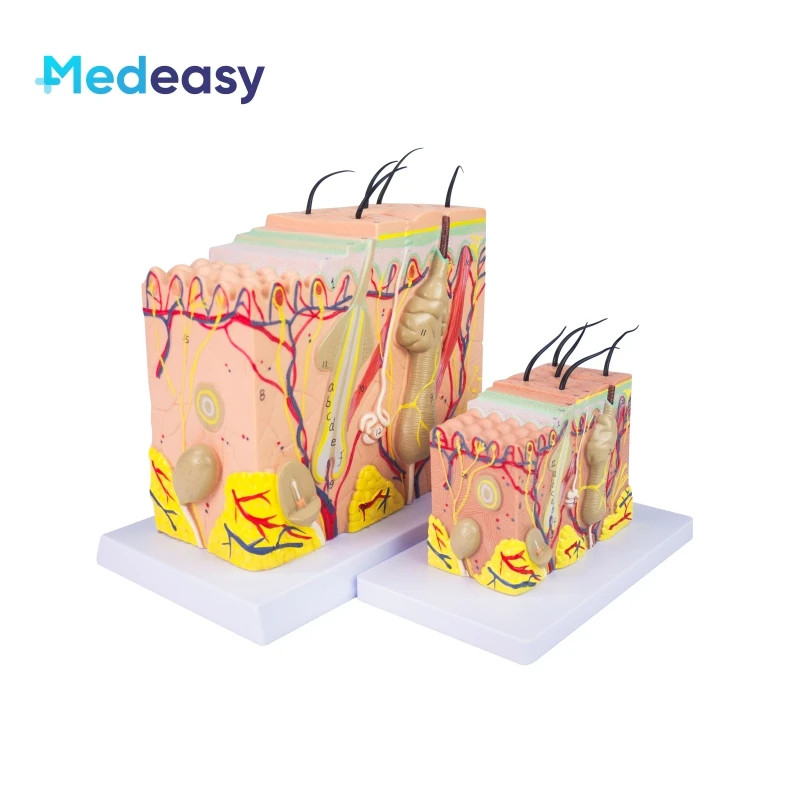 Human Skin Anatomy Model Human Structure 3D Skin Model | Shopee Malaysia