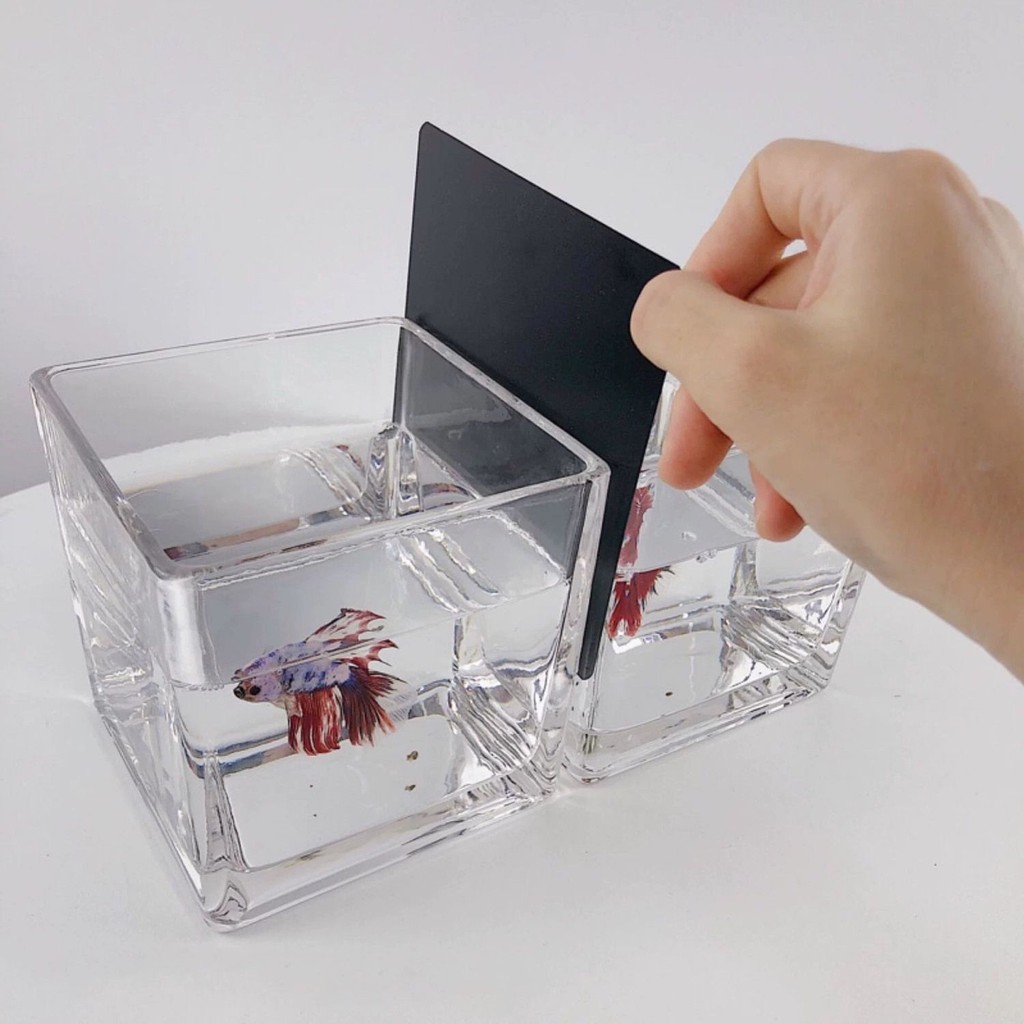 Black Partition Thailand Betta Fish Tank Baffle Plastic Sheet Light ...