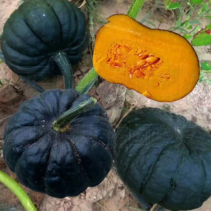 Biji labu hitam Jepun, biji ketul kecil, sayur-sayuran berbuah tinggi ...