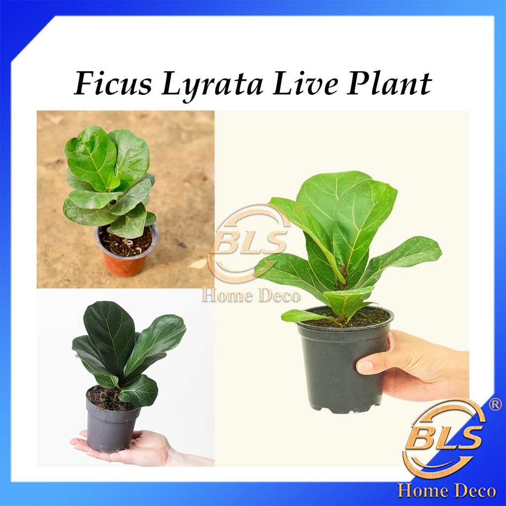 Real Live Plant Ficus Lyrata Indoor Plants Houseplant Pokok Hidup 琴叶榕 ...