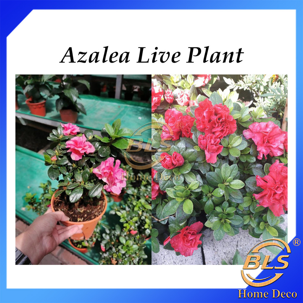 Real Live Plant Azalea Flower Plant Pokok Hidup Bunga Azalea 杜娟花 ...