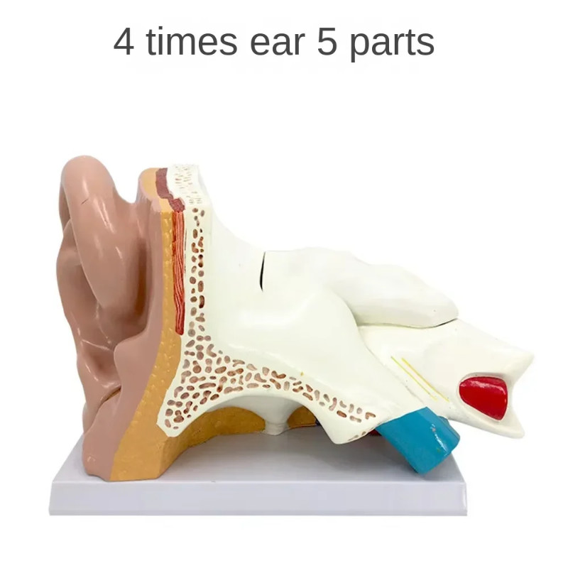Human Ear Anatomy Model 5 Times Enlarged Human Ear Model PVC Plastic Anatomical Ear Model for ...