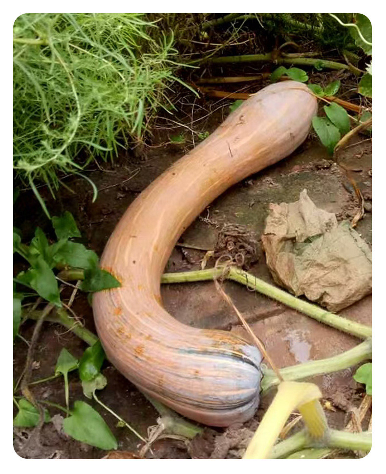 🎃🎃🎃Pelbagai jenis biji benih labu manis 10 biji/Various Types of ...