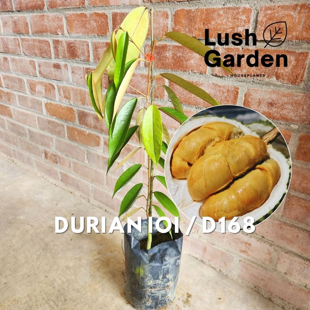 Anak Pokok Durian IOI / D168 / Durian Mas Hajah Hasmah / Durian 101 | Fruit Tree Live Plant ...
