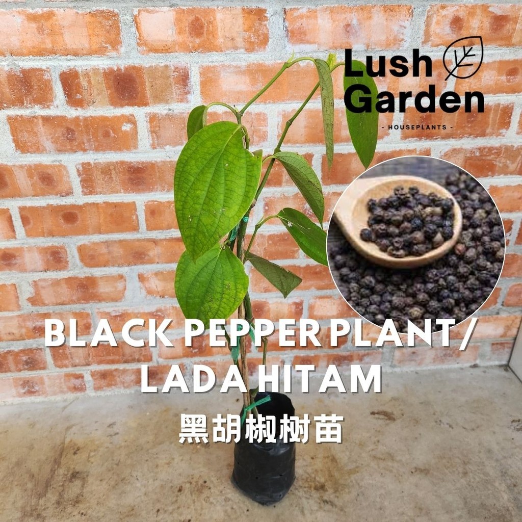 Black Pepper Plant / Pokok Lada Hitam 黑胡椒树 Spice Herb Live Plant Pokok ...