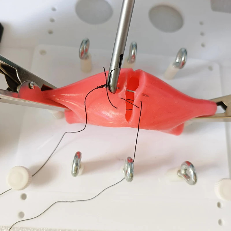 Intestinal Suture Training Model Bracket Clip Laparoscopic Simulator ...