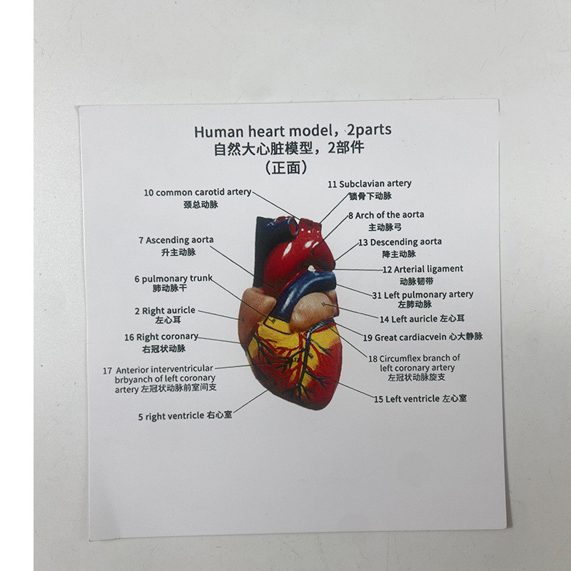W&F STEM 1:1 Human Heart Model - Interactive Anatomy Kit with Digital ...