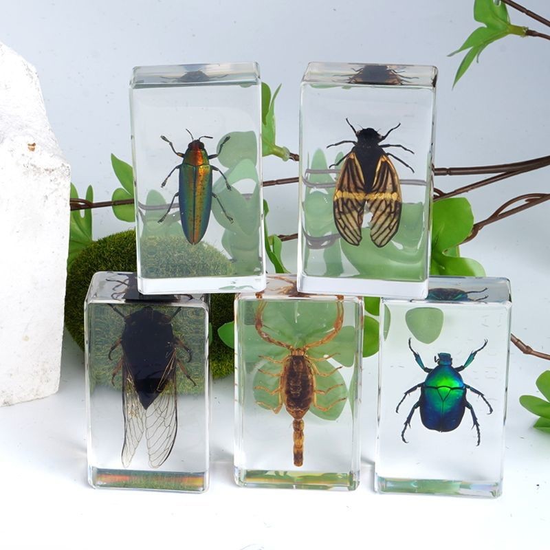 7.3cm Insect Resin Specimen Marine Animal Science Teaching Real Bug ...