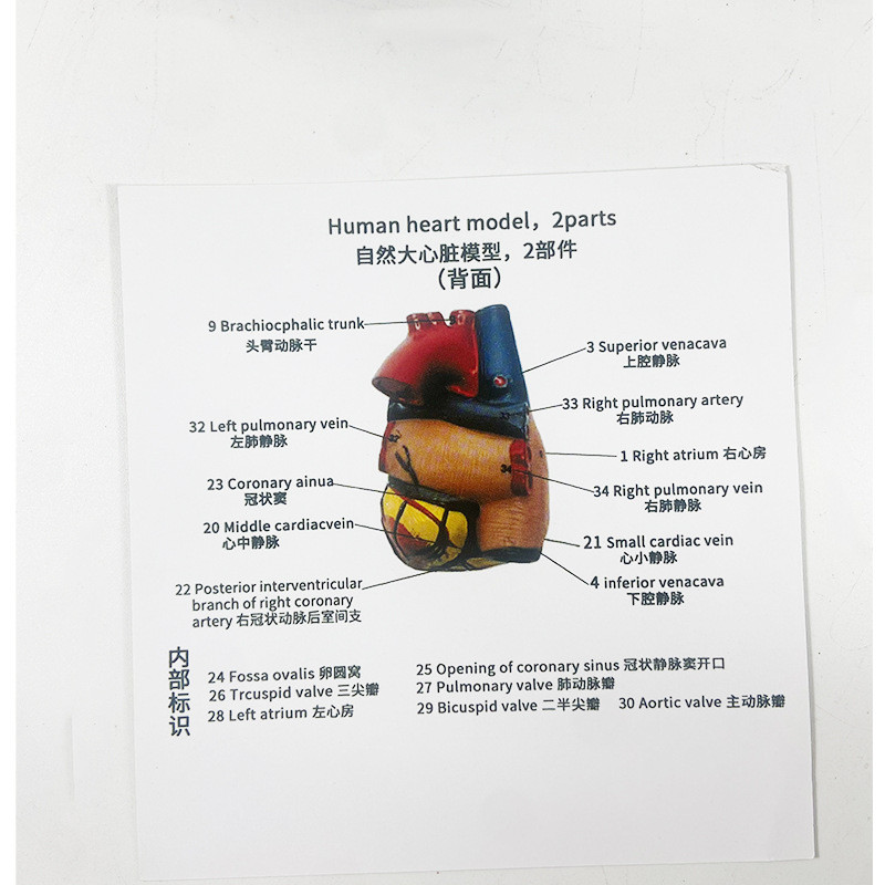 W&F STEM 1:1 Human Heart Model - Interactive Anatomy Kit with Digital ...