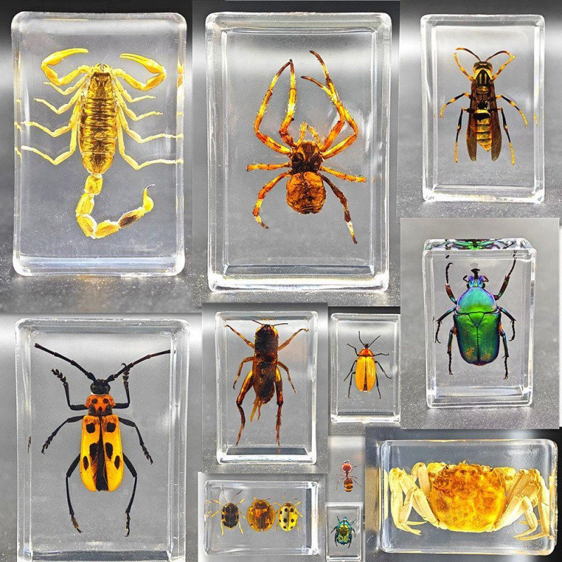 4.5cm Transparent Resin DIY Mini Specimen Insects Real Bug Models ...